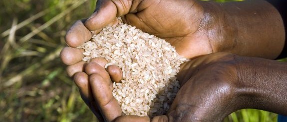 Sacred Rice: Environmental Change and Structural Uncertainty in West ...